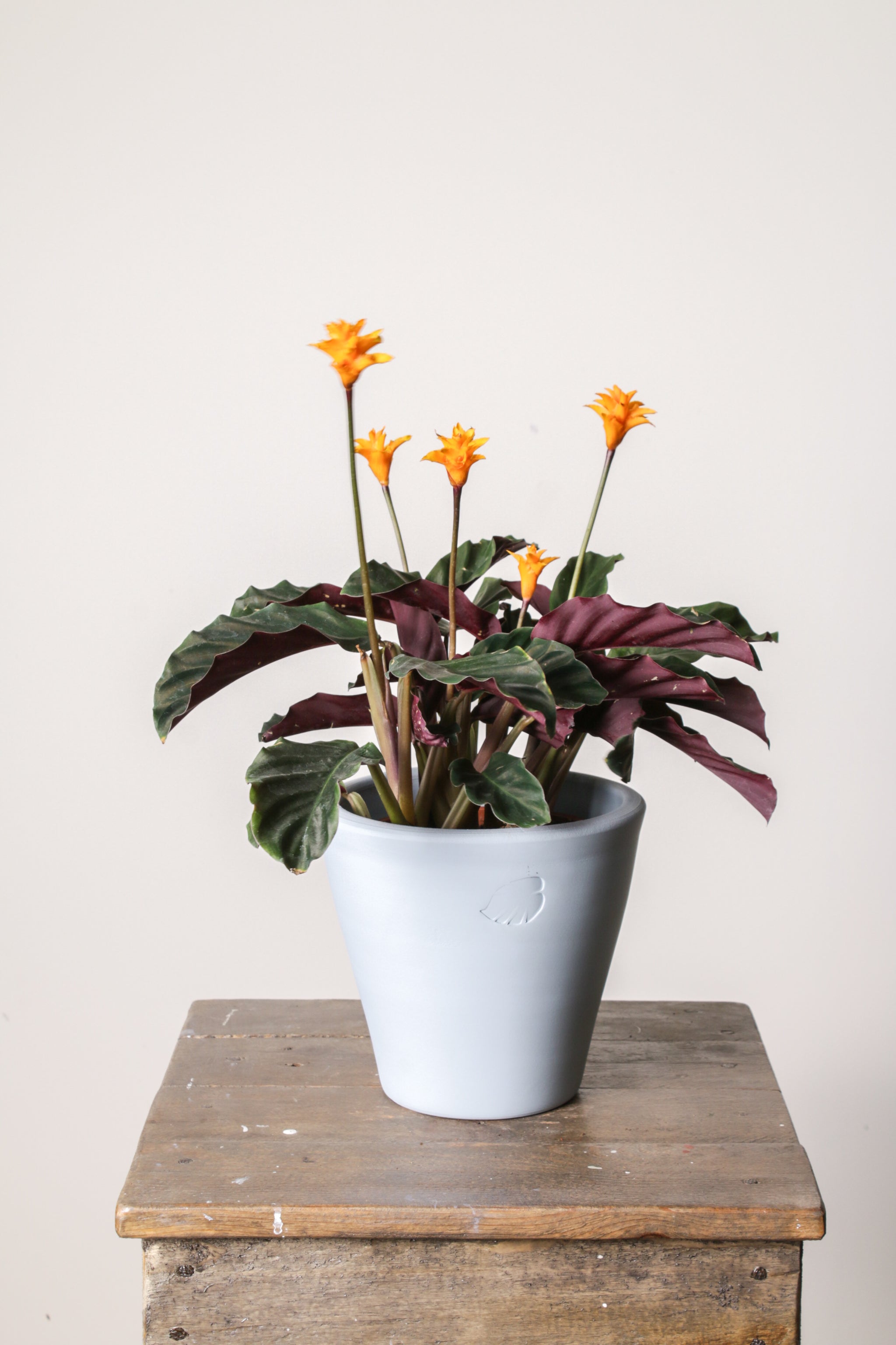 Flame Sky Çömlek Saksılı