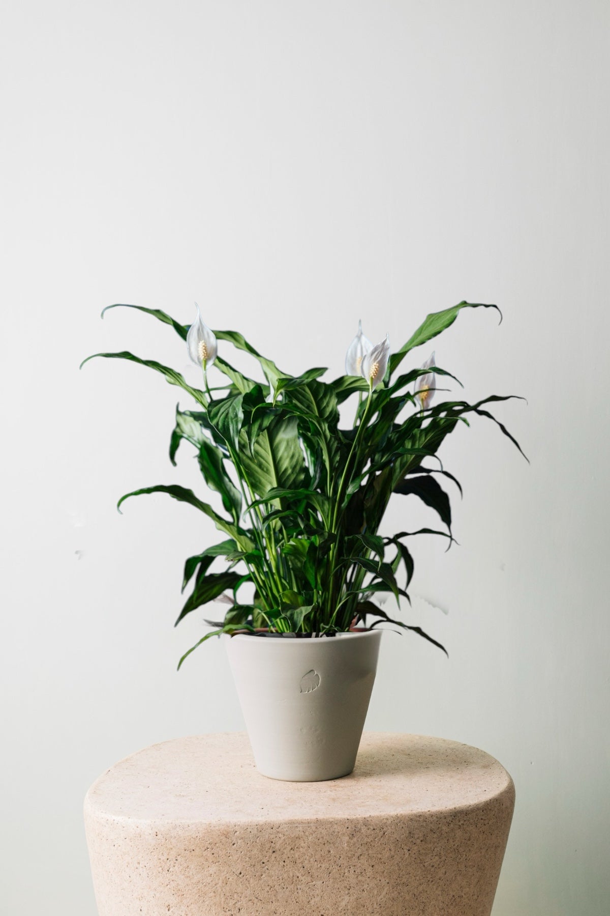 Robin Mint Çömlek Saksılı