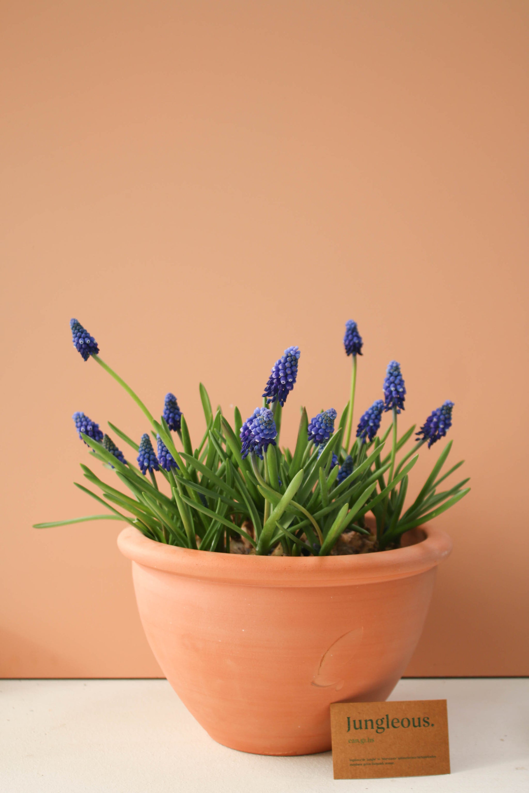 Cup of Muscari (Sümbül)