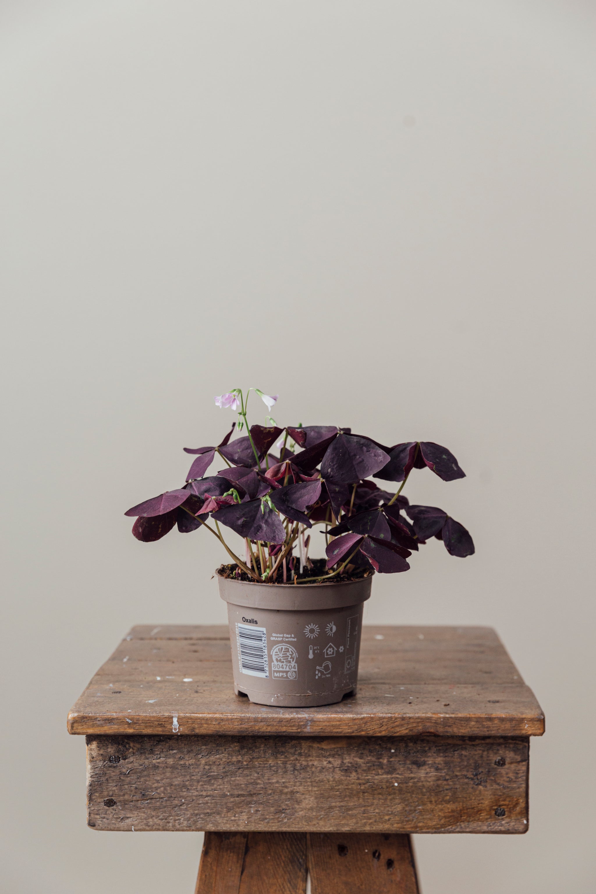 Mor Yonca Bitkisi - Oxalis | Jungleous