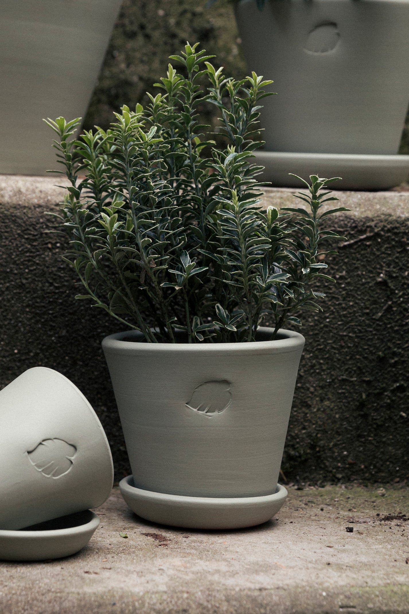 Mint Pot 14cm – Jungleous